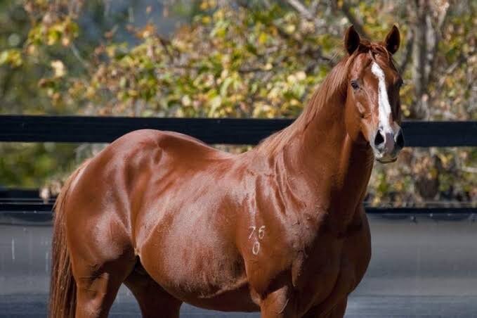 Vale Starcraft - One of the Greats - Rosemont Estate
