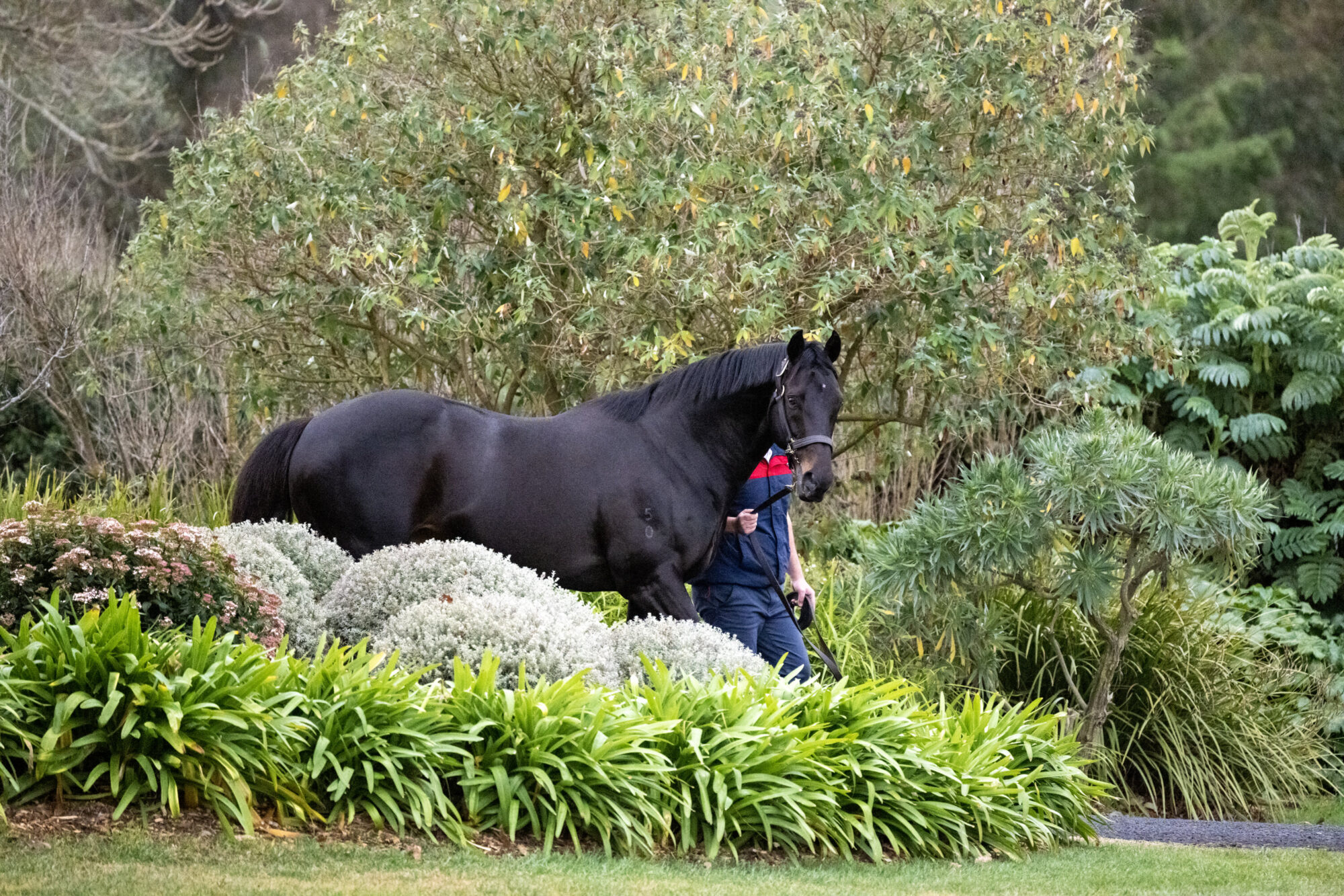Shamus Award Delivers G1 Victory for Te Akau! - Rosemont Estate